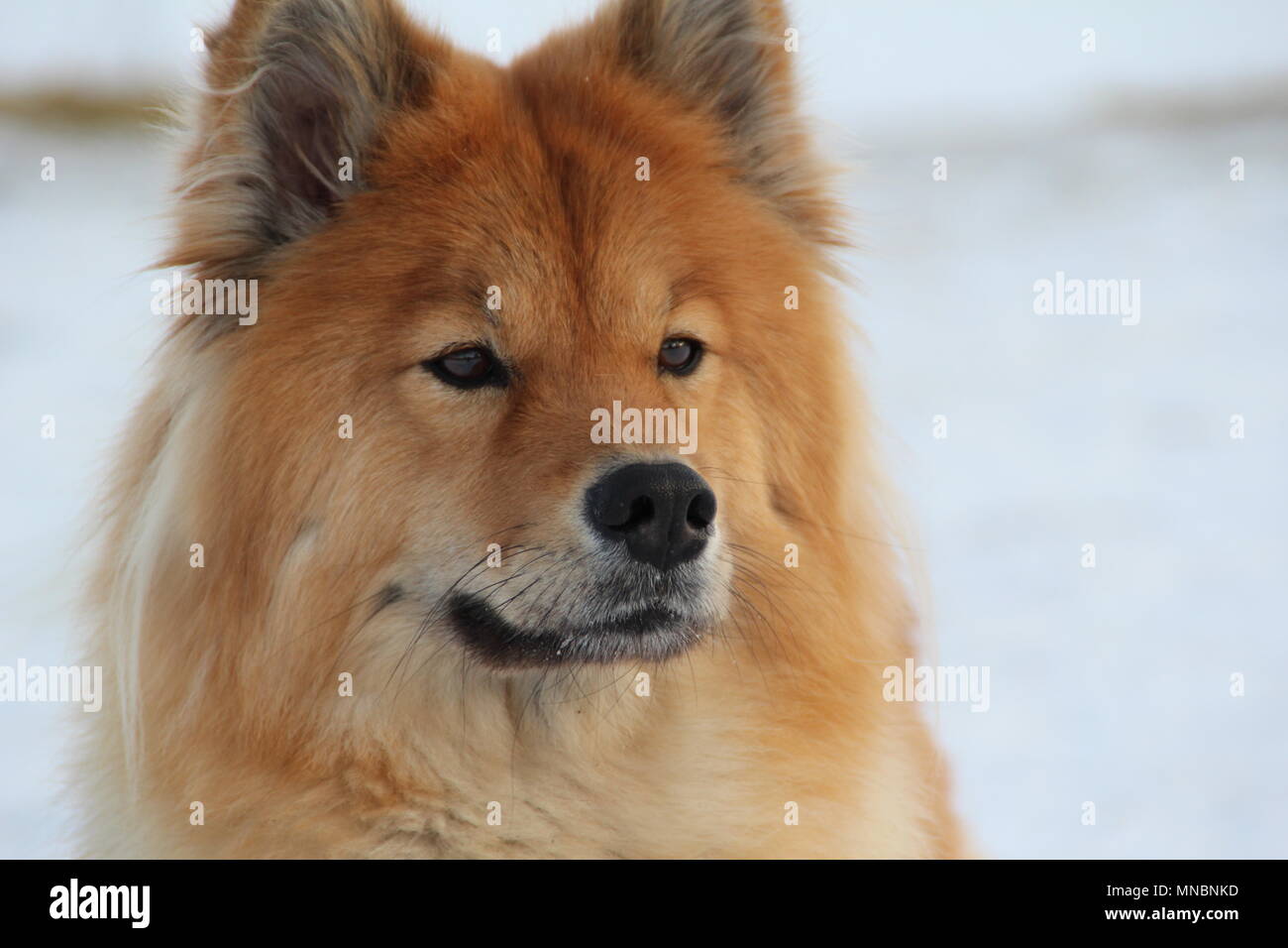 Portraits of amusing and lovely dogs Stock Photo - Alamy
