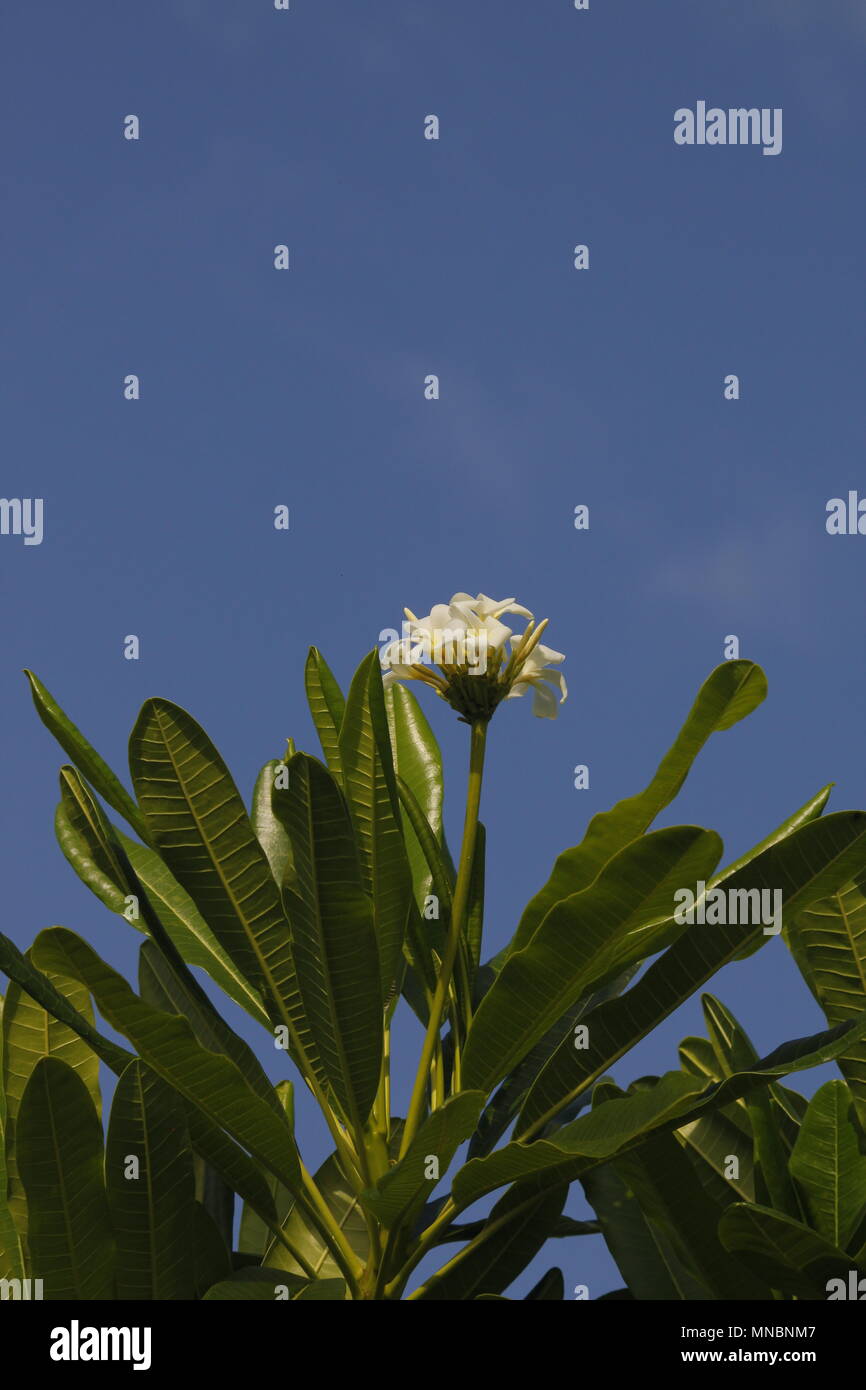 Frangipani tree and bloom Stock Photo - Alamy
