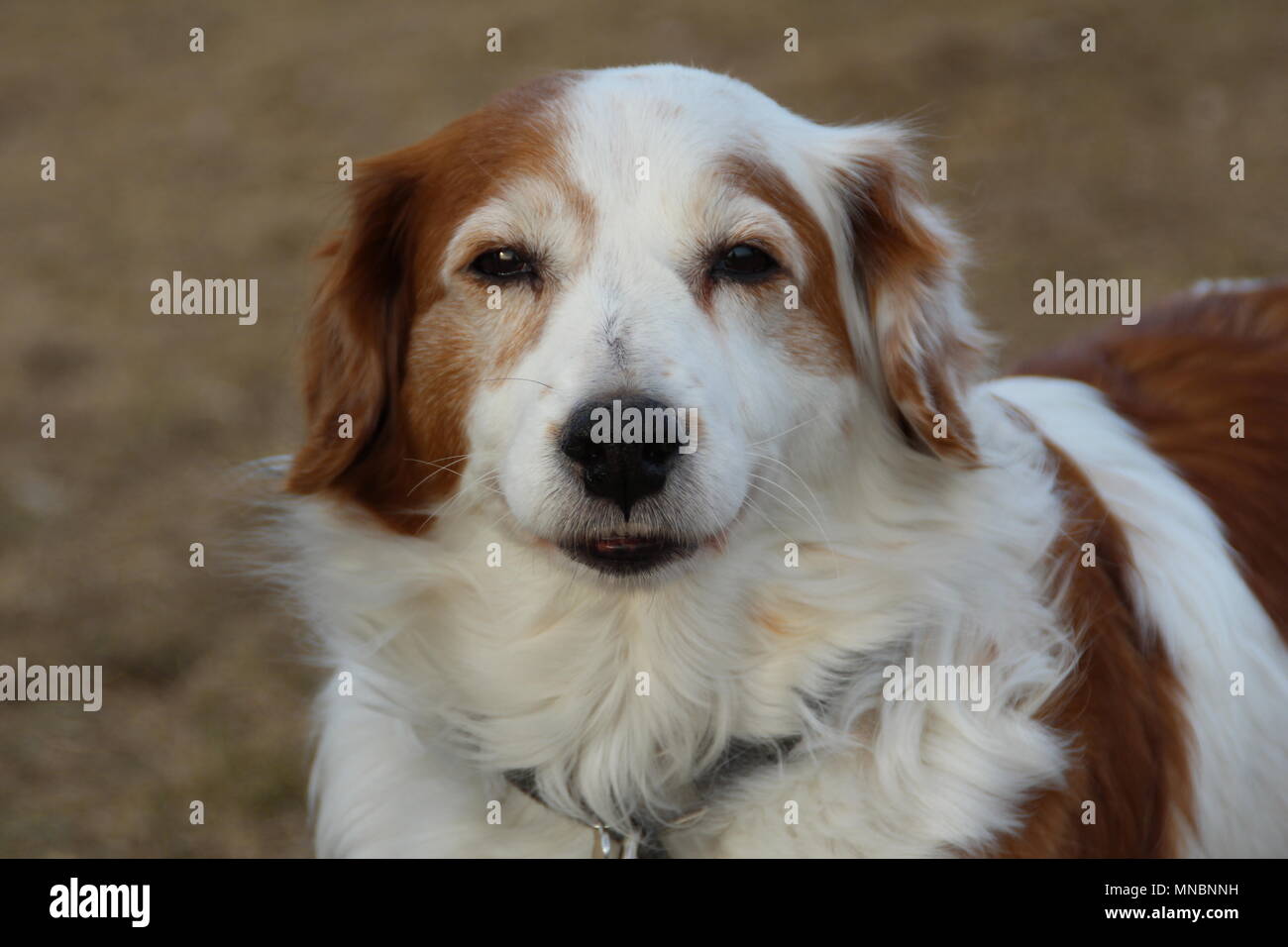 Portraits of amusing and lovely dogs Stock Photo - Alamy
