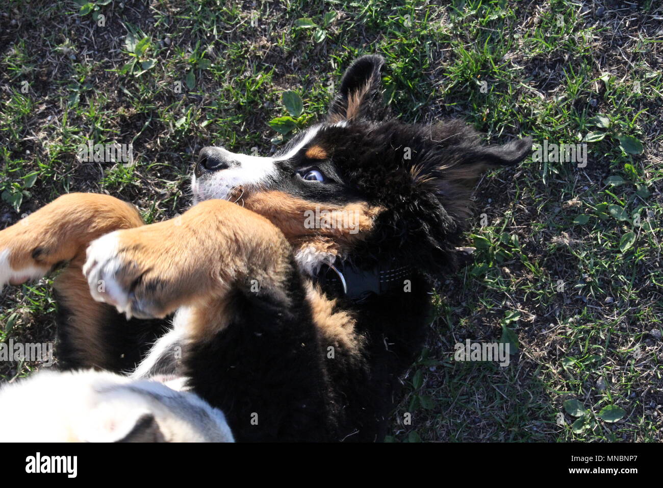 Portraits of amusing and lovely dogs Stock Photo - Alamy