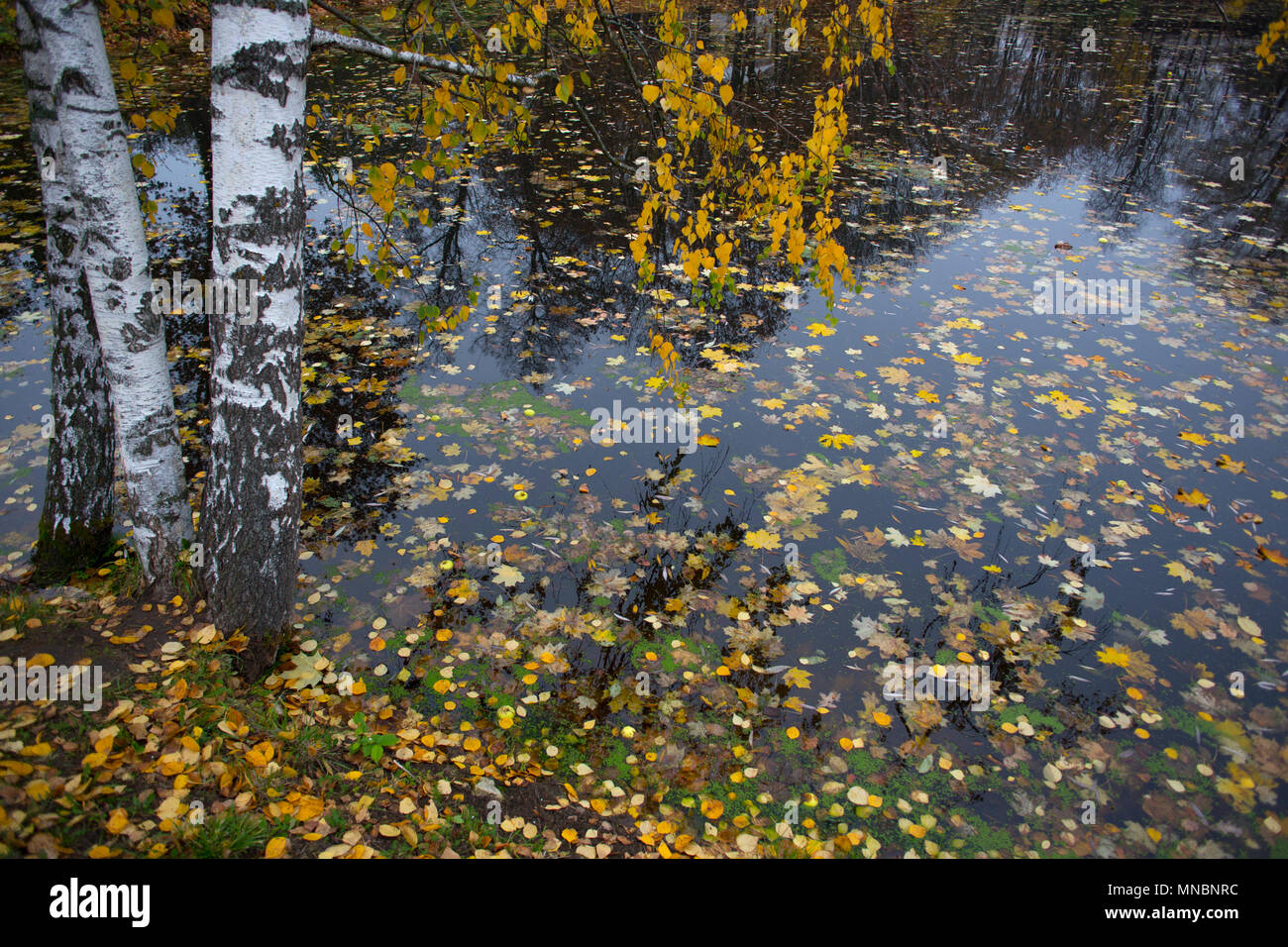A pond with floating autumn leaves Stock Photo - Alamy
