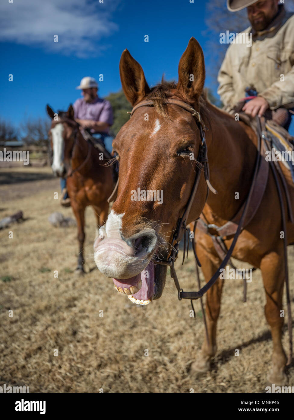 Cowboy On Funny Horse With Expression Stock Photo - Alamy