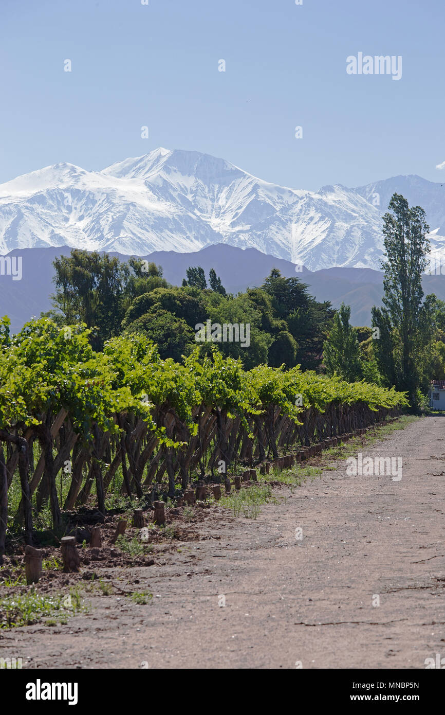 Mendoza Vineyard and Andes Mountains Stock Photo - Alamy
