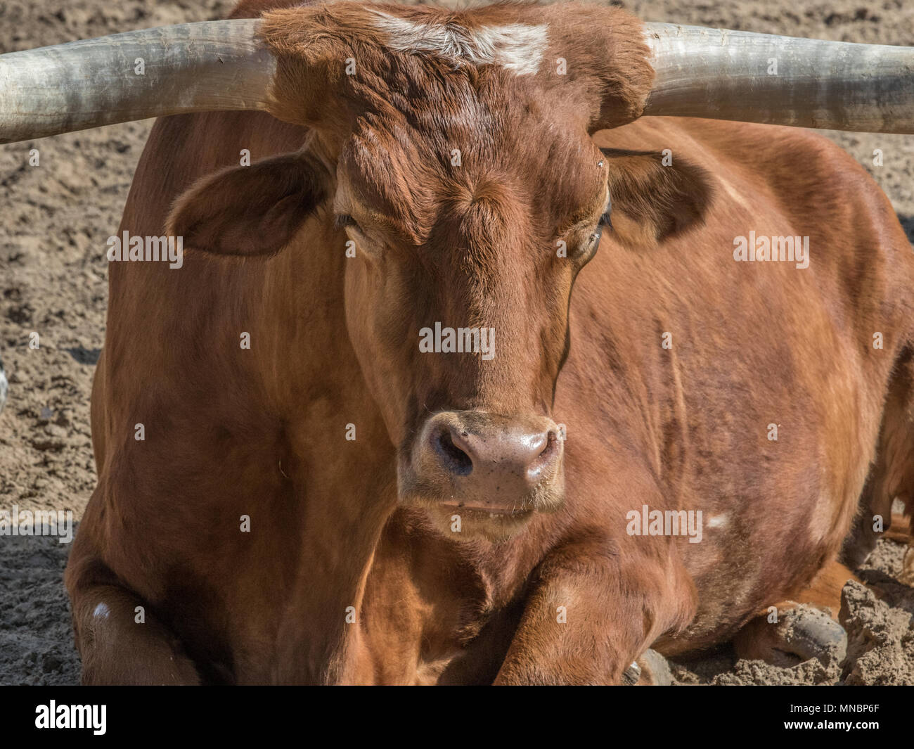 Bull Head Back High Resolution Stock Photography and Images - Alamy