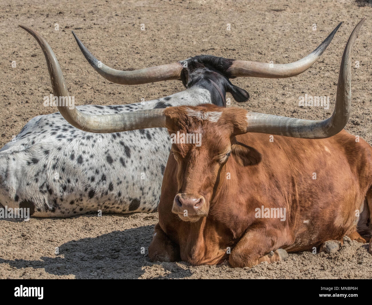 Longhorn Bull Back View