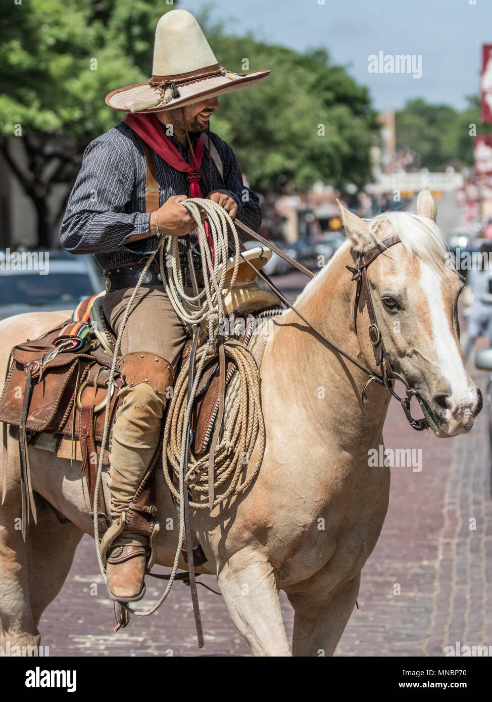 Vaquero Riding Longhorn Cattle Roundup Stock Photo - Alamy