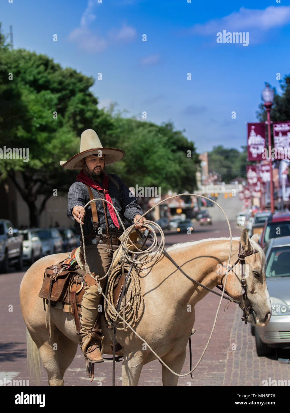 Vaquero Riding Longhorn Cattle Roundup Stock Photo - Alamy