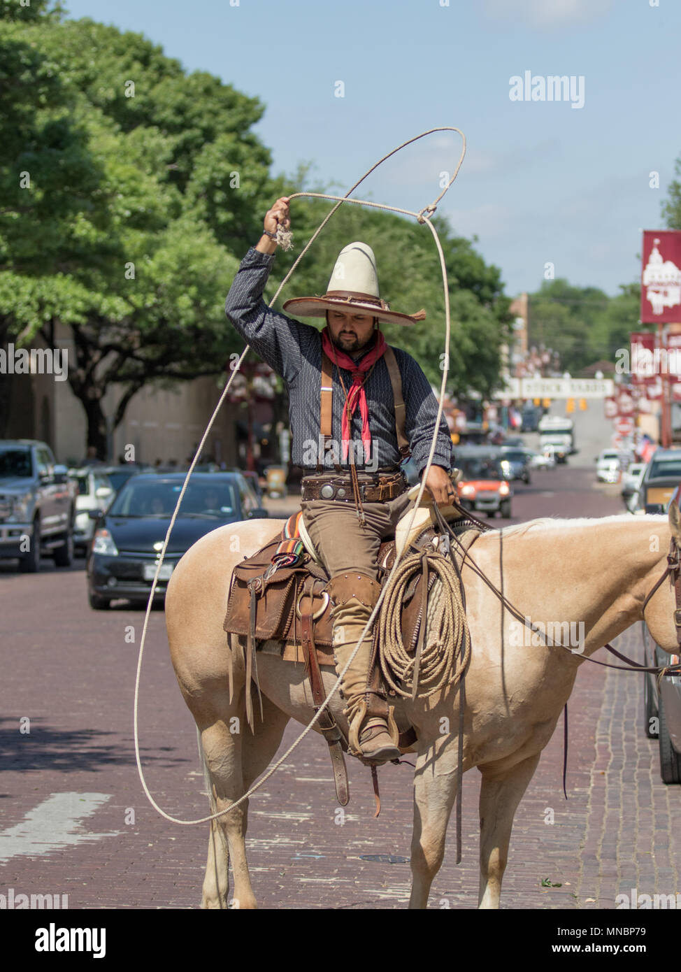 Roping longhorn cattle hi-res stock photography and images - Alamy