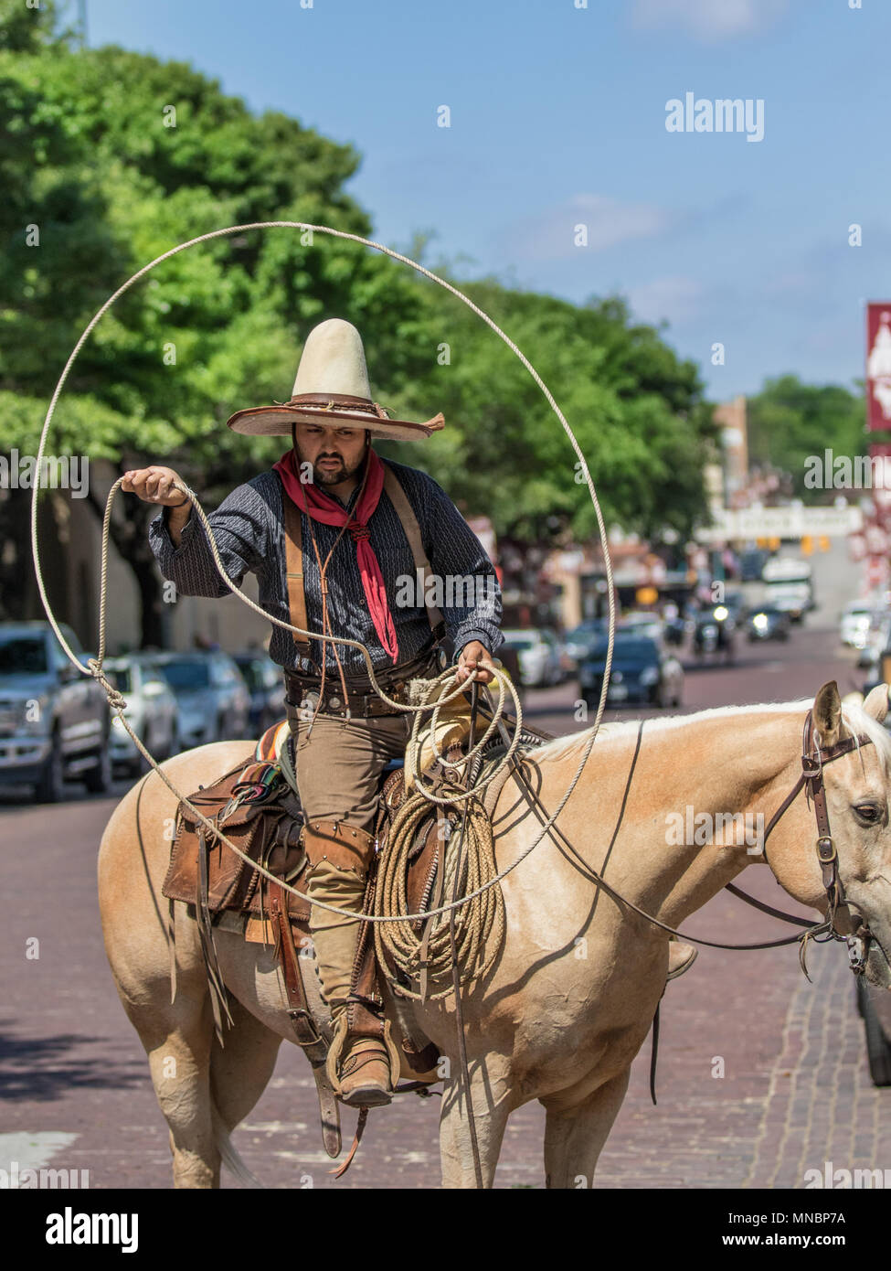 Vaquero Riding Longhorn Cattle Roundup Stock Photo - Alamy