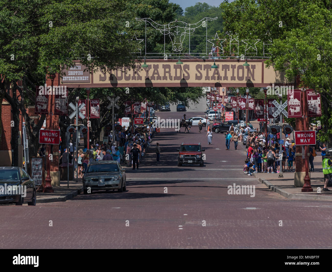 Longhorn Cattle Roundup Ft Worth Stockyards Stock Photo - Alamy
