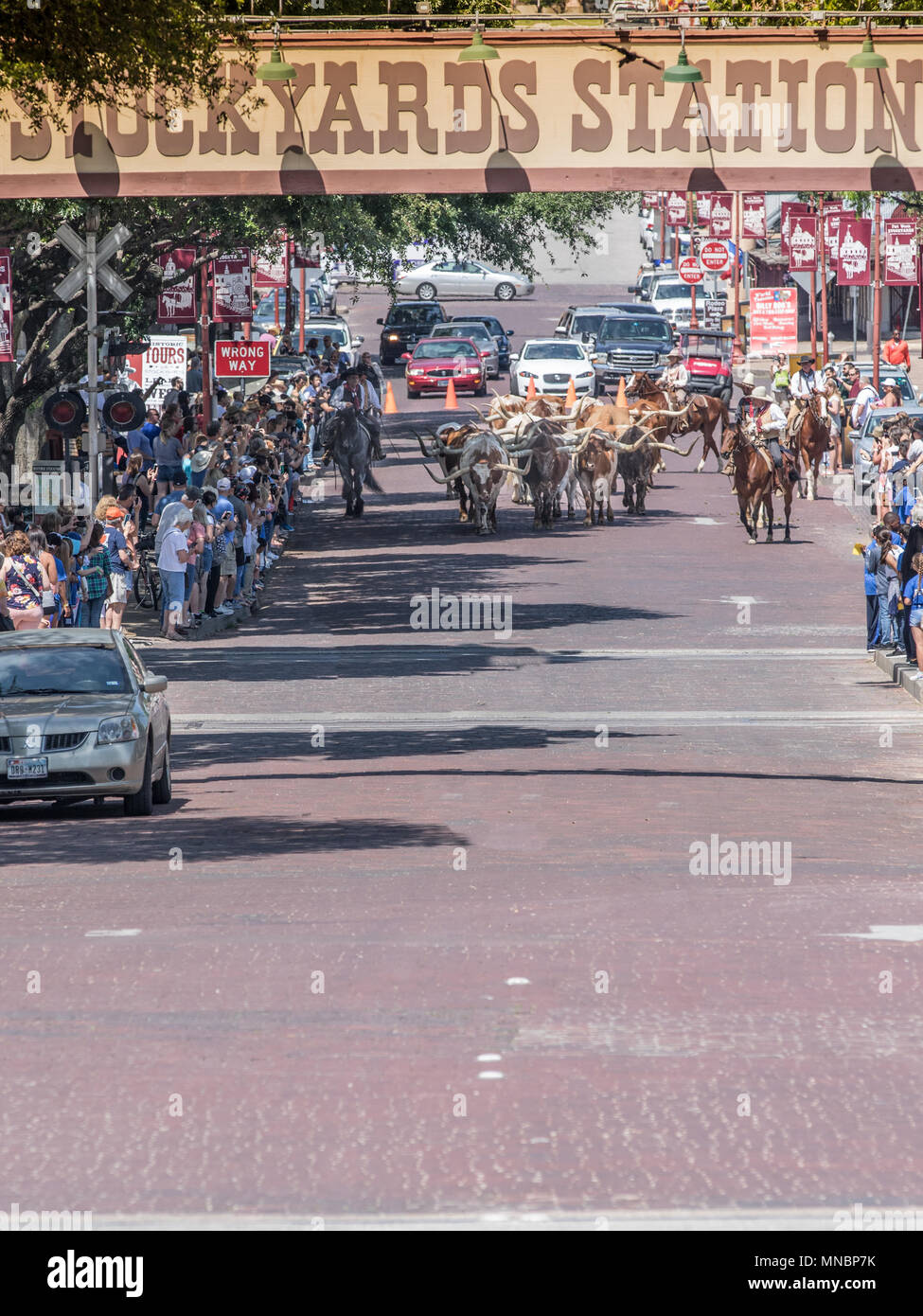 Longhorn Cattle Roundup Ft Worth Stockyards Stock Photo - Alamy