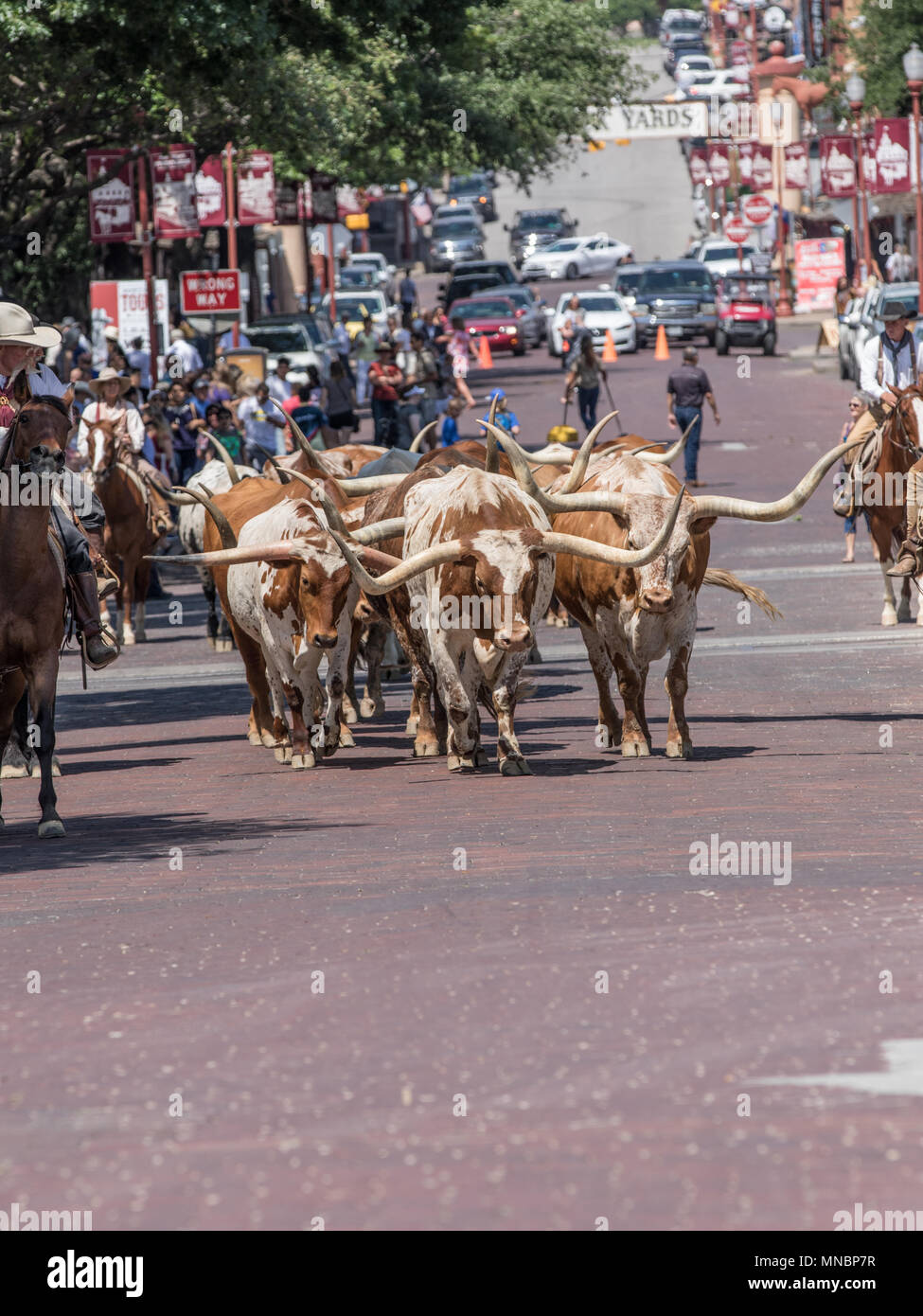 Cattle drive longhorn ranch hi-res stock photography and images - Alamy