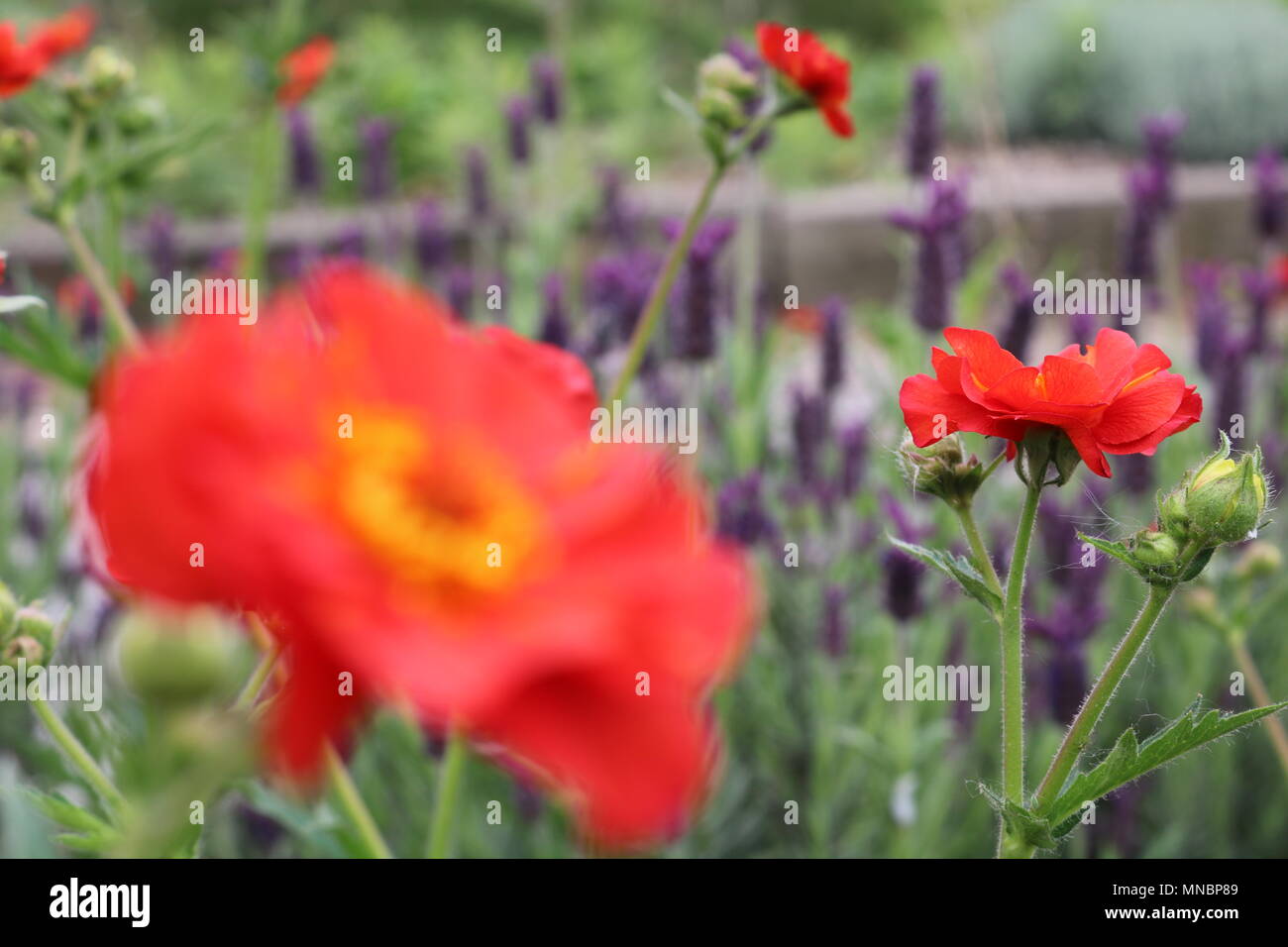 Red flower blooms hi-res stock photography and images - Alamy