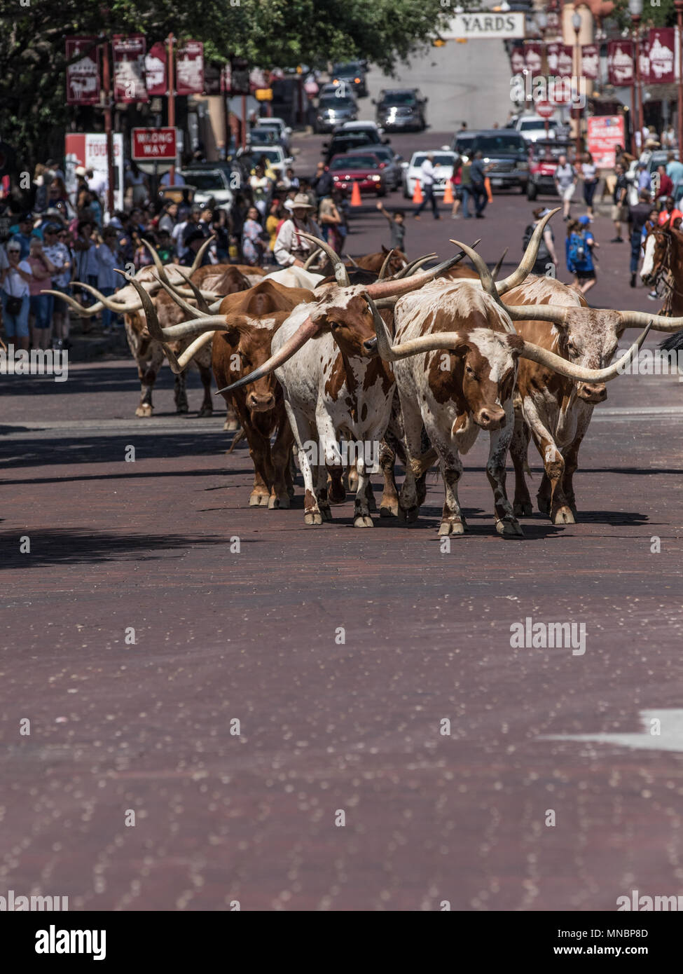 Longhorn Cattle Roundup Ft Worth Stockyards Stock Photo - Alamy