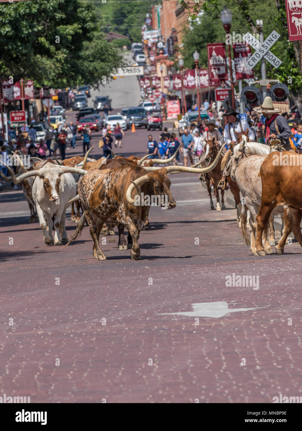 Ft Worth Stockyards Cattle Drive Stock Photo - Alamy