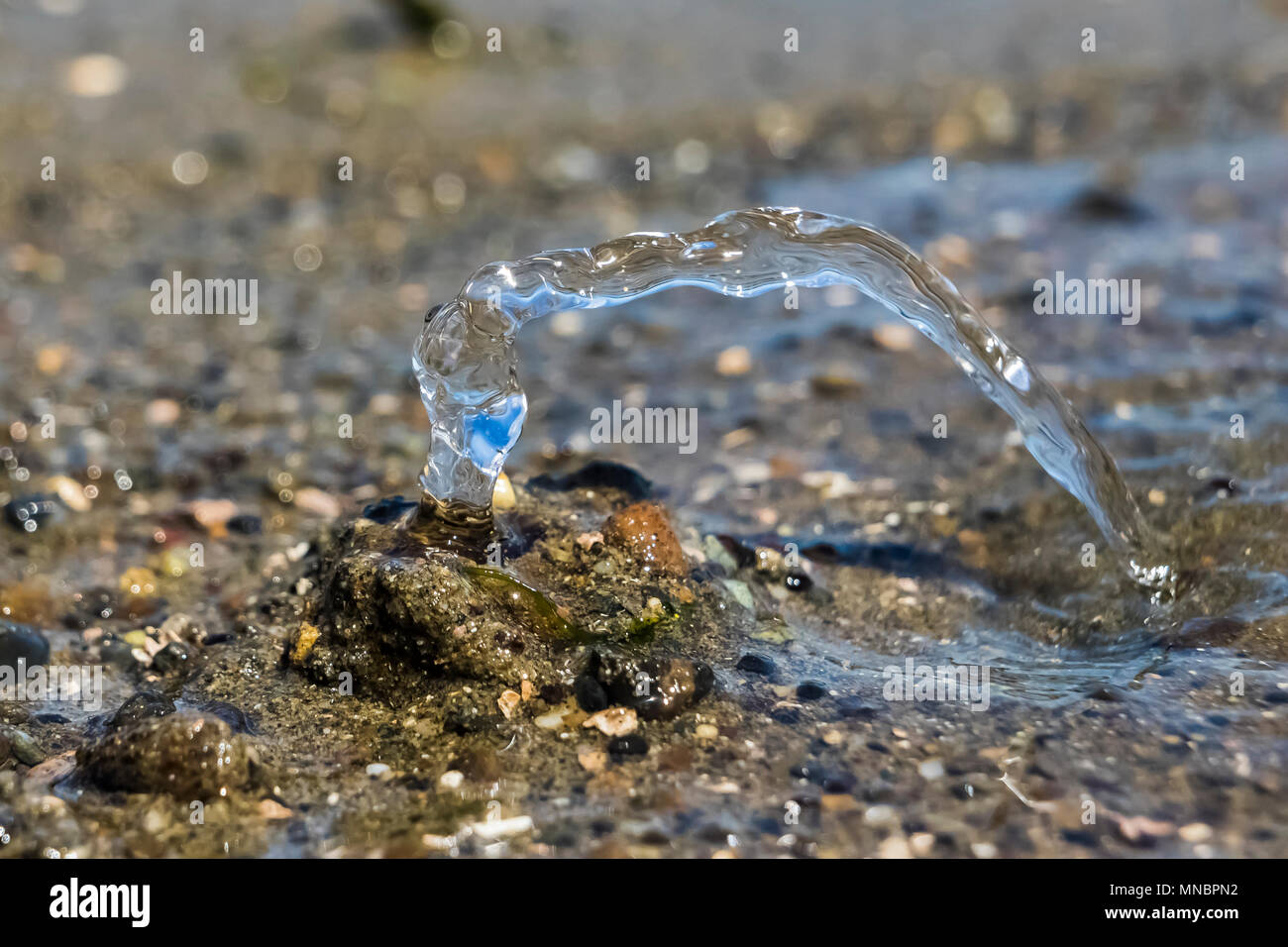 Gooey duck hi-res stock photography and images - Alamy