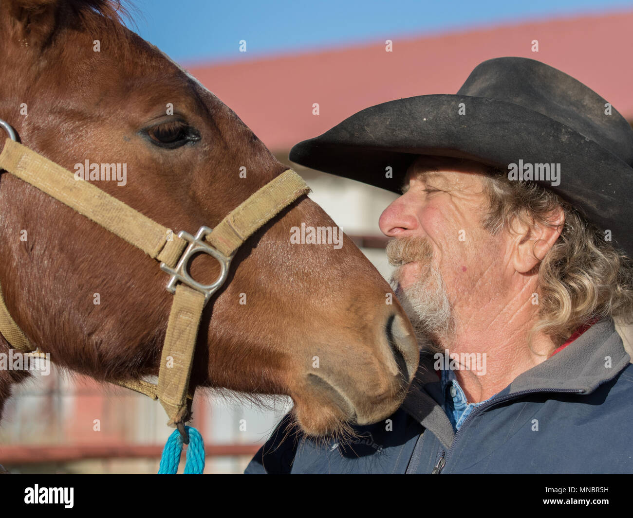 Authentic Working Cowboy respects pony Stock Photo - Alamy