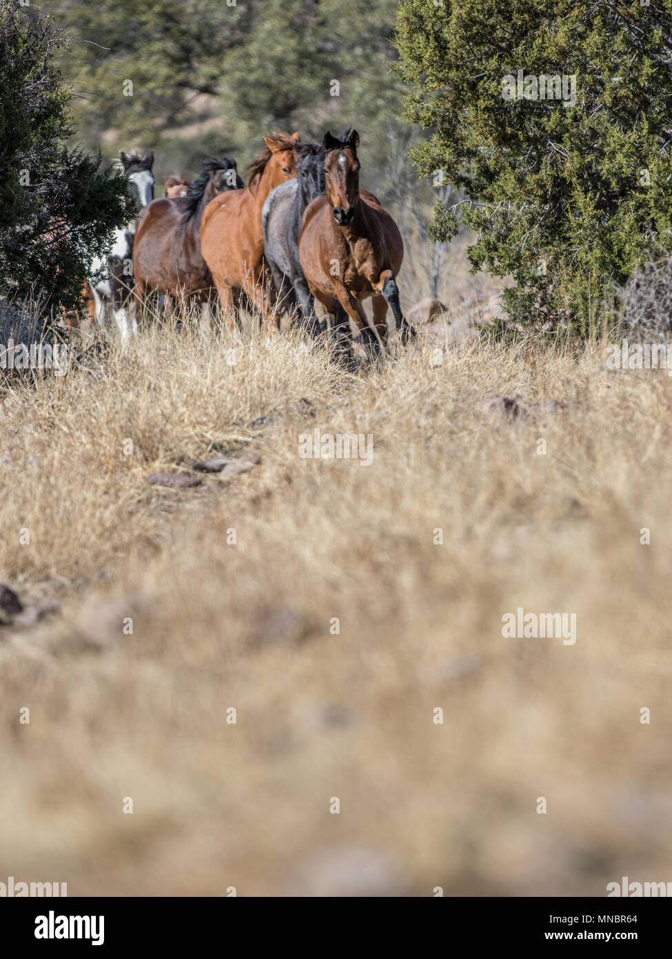 Wild Horses In West Texas Stampede Roundup Stock Photo - Alamy