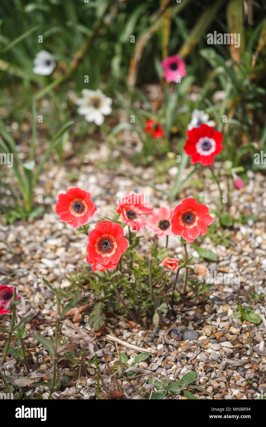Delicate pink to red spring flowering Anemone pavonina growing in Beth ...