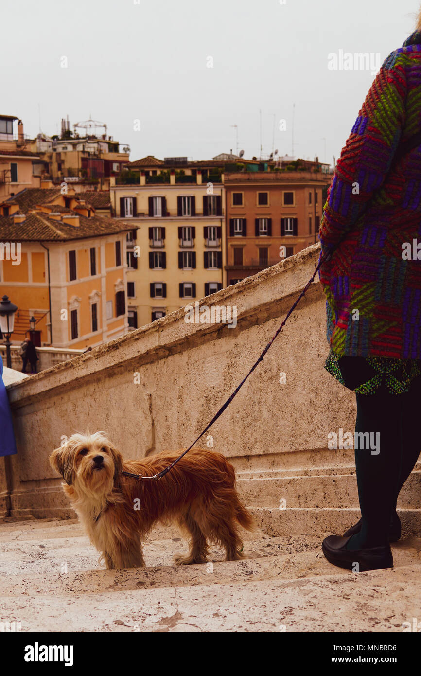 Animal steps hi-res stock photography and images - Alamy