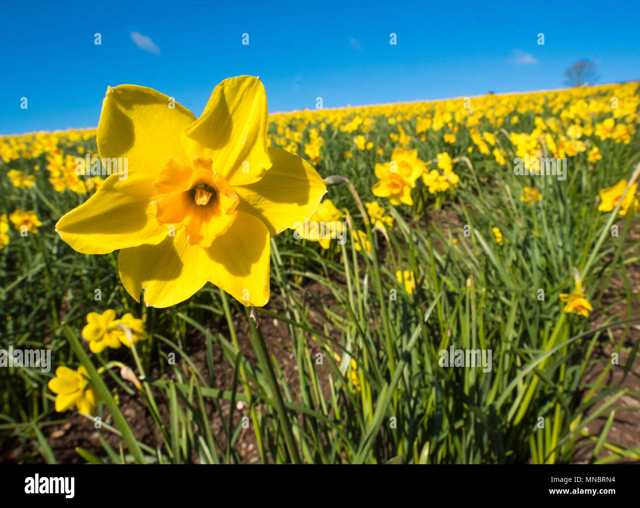 Daffodils in a field hi-res stock photography and images - Alamy
