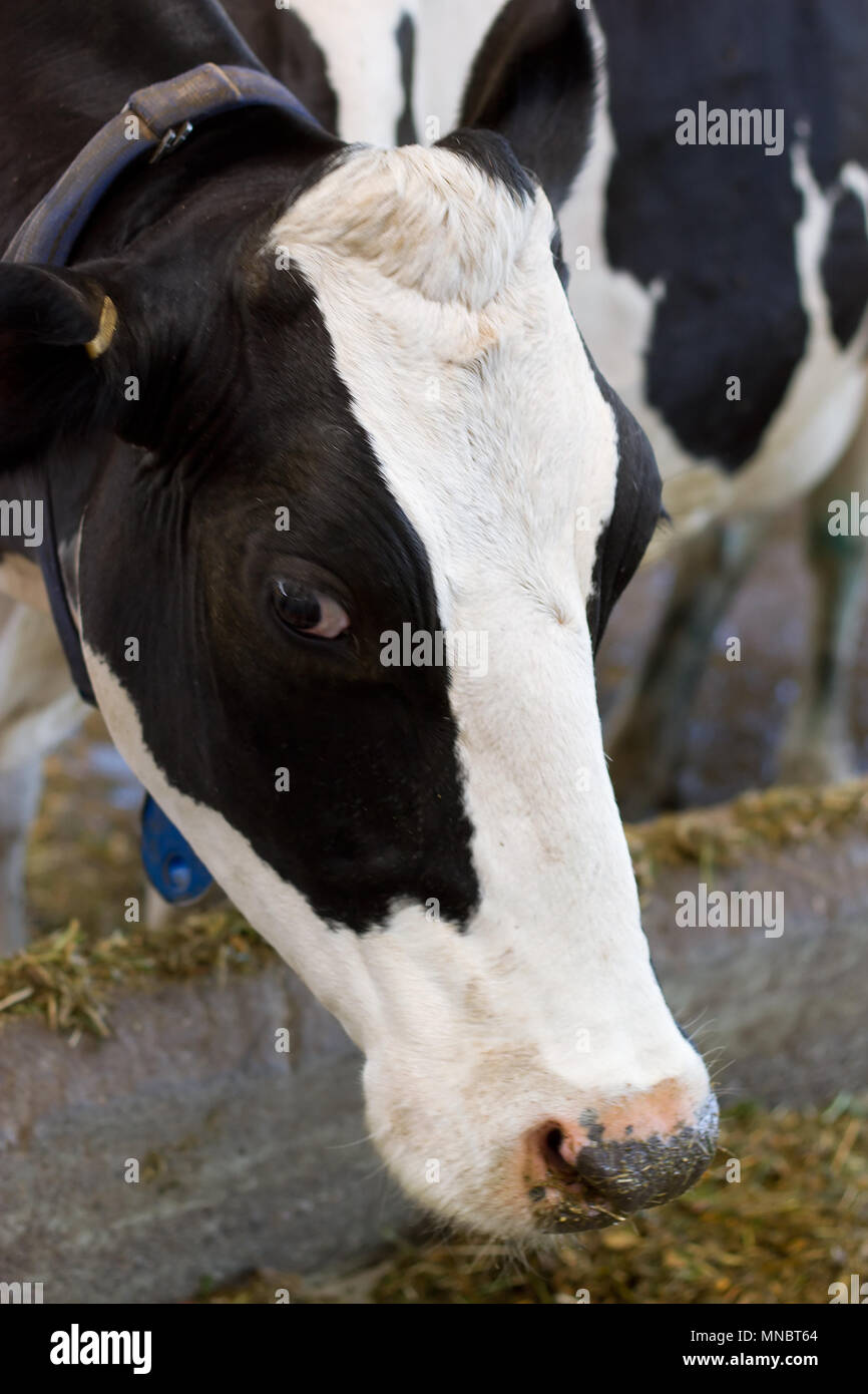 Milch cattle hi-res stock photography and images - Alamy
