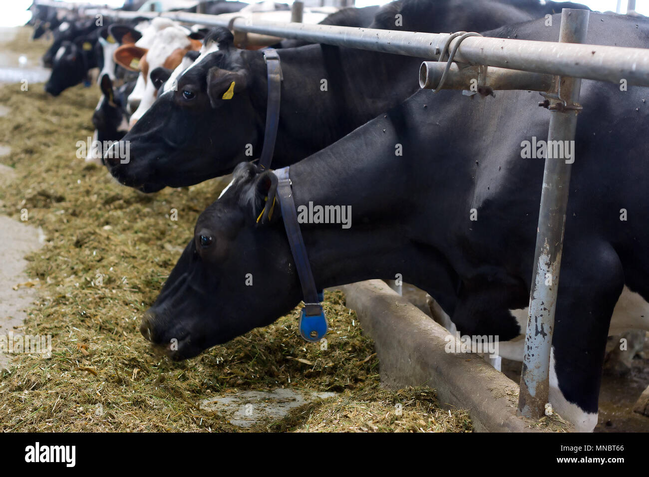 milch cows during milking at barn stall in farm Stock Photo - Alamy