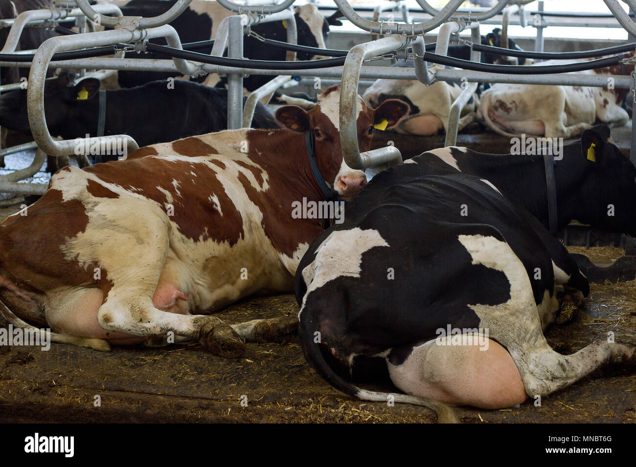 Cow milking barn hi-res stock photography and images - Alamy