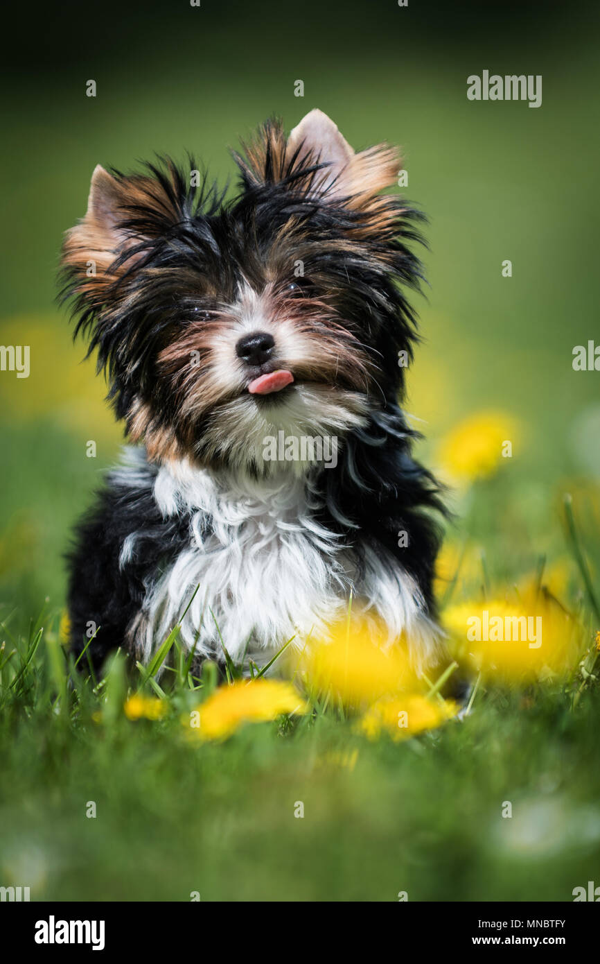 What Is A F1 Biewer Yorkie