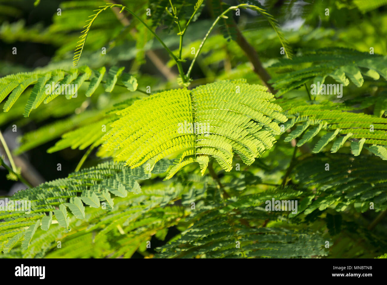Close up Leaf of Red Flamboyant flower Stock Photo - Alamy