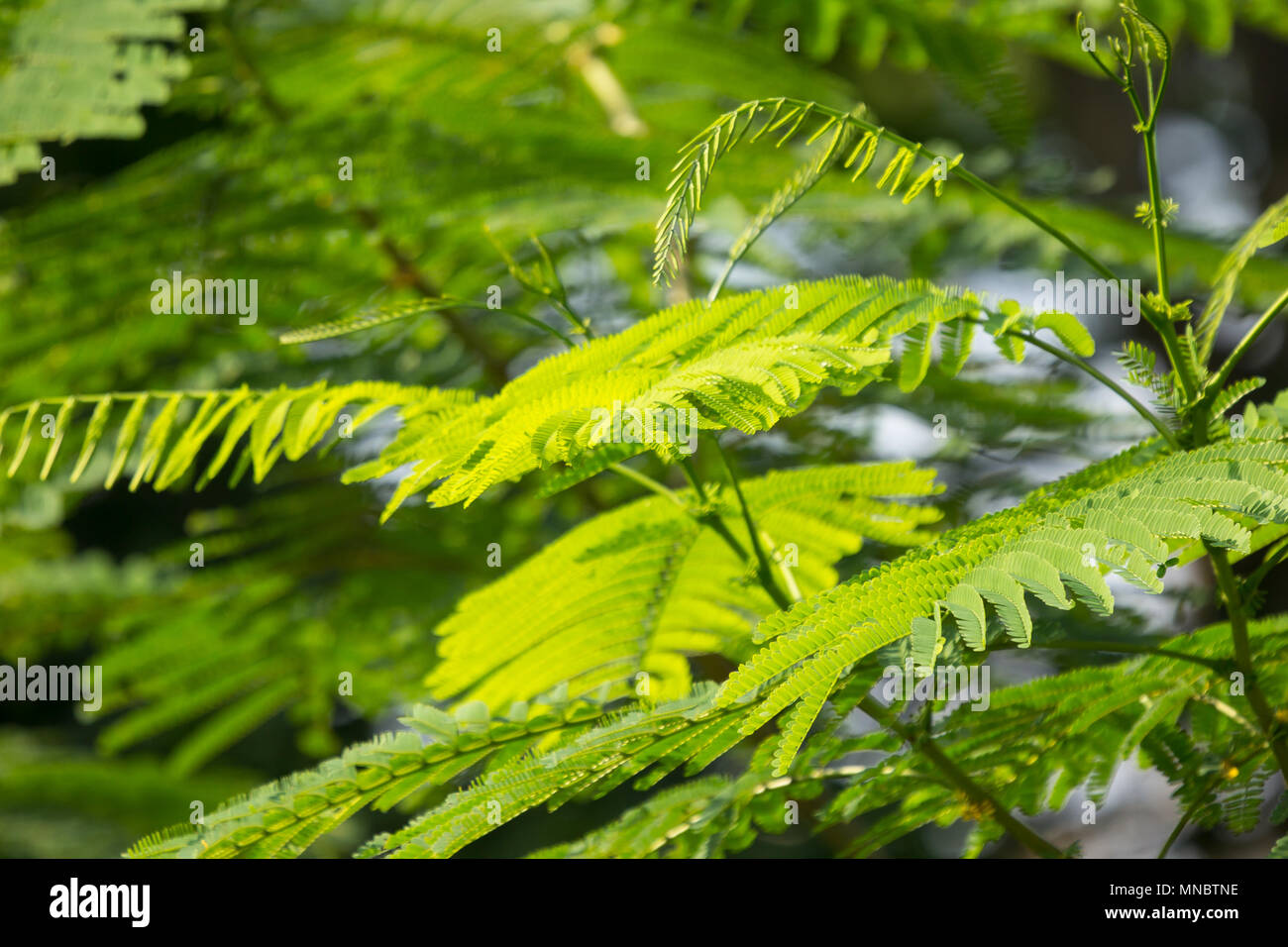 Close up Leaf of Red Flamboyant flower Stock Photo - Alamy