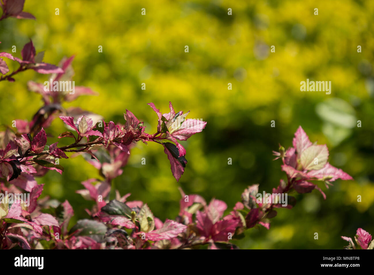 Close up Leaf of Red Chinese hibiscus flower Stock Photo - Alamy