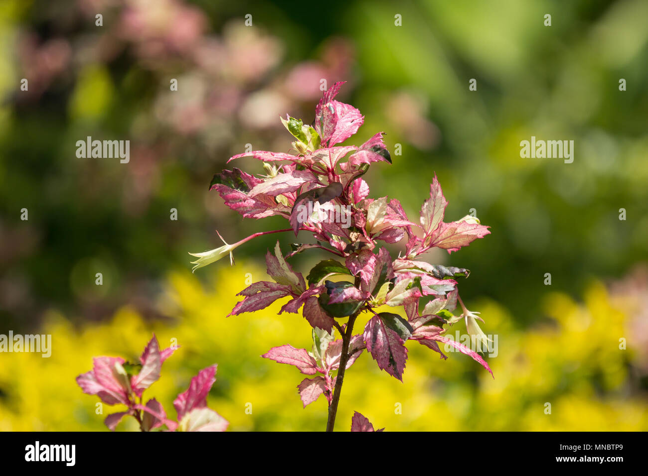 Close up Leaf of Red Chinese hibiscus flower Stock Photo - Alamy