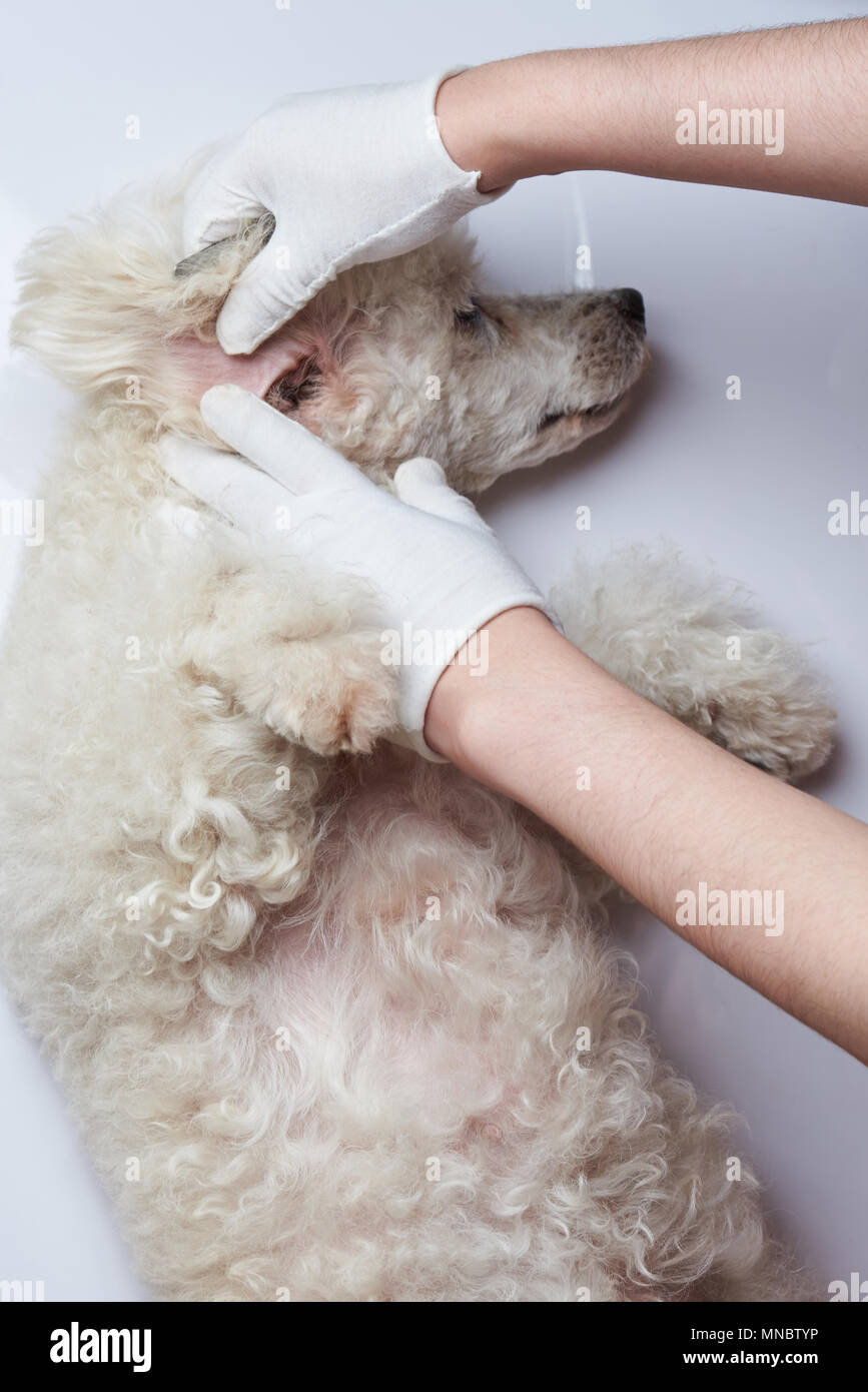 Examination dog in hospital above top view on white table Stock Photo ...