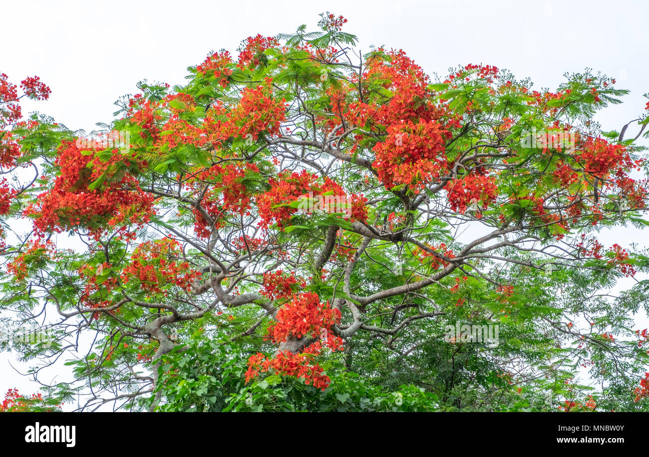 Tamarind blossoms on a tree along the Mekong River in Laos Stock Photo ...