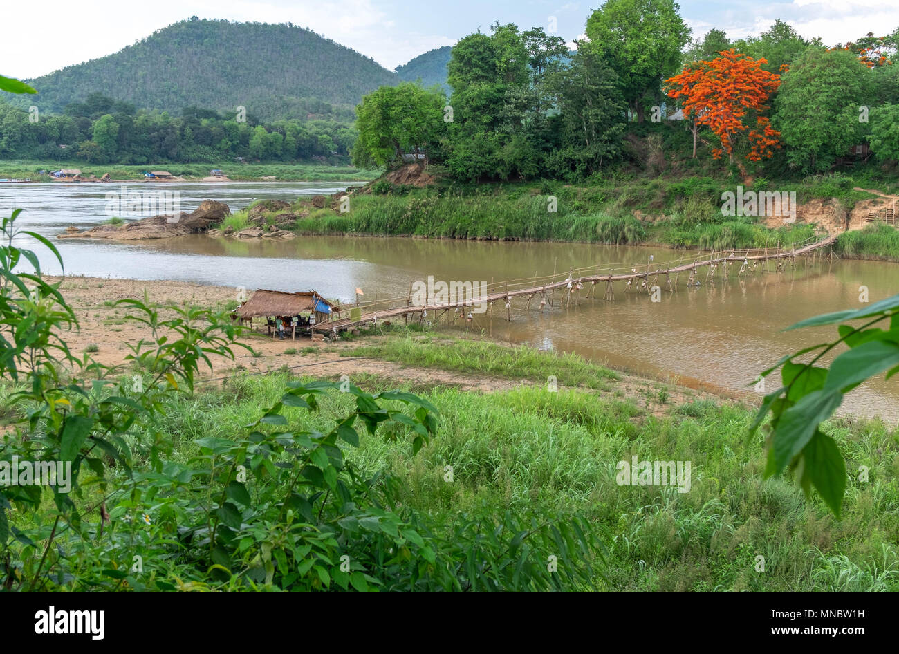 Bamboo Bridge Over The Nam Kahn River Near Its Confluence With The