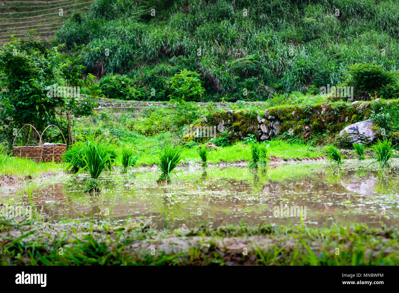Rice crop ready for planting in the watered rice terrace Stock Photo ...
