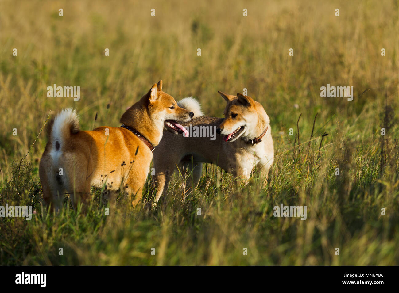 Dogs Japanese breeds Sibu Inu on a background of grass, sunlight Stock ...