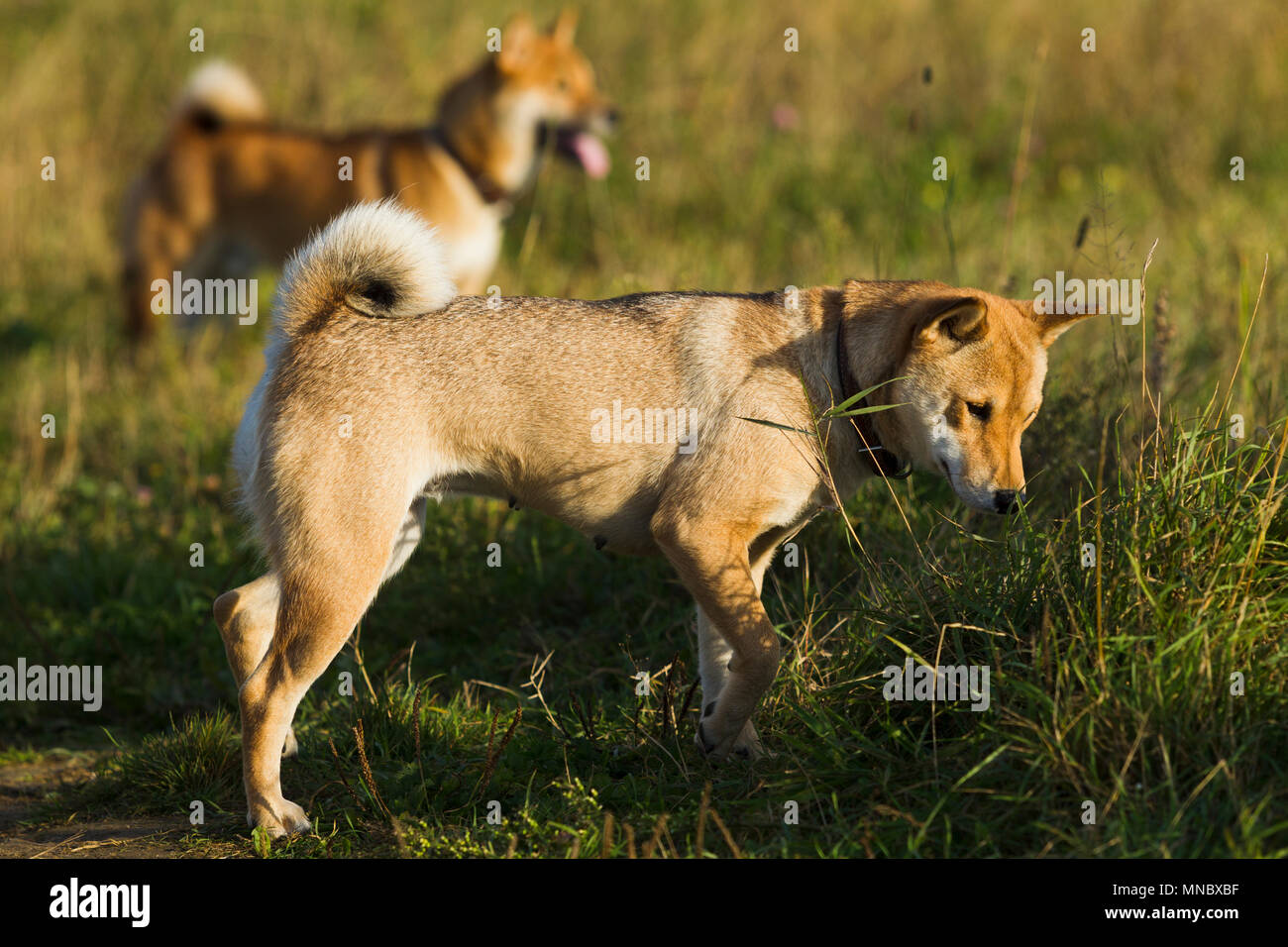 Dogs Japanese breeds Sibu Inu on a background of grass, sunlight Stock ...