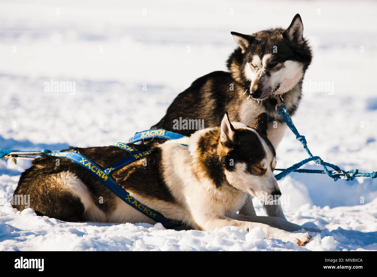 Samoyed alaska hi-res stock photography and images - Alamy