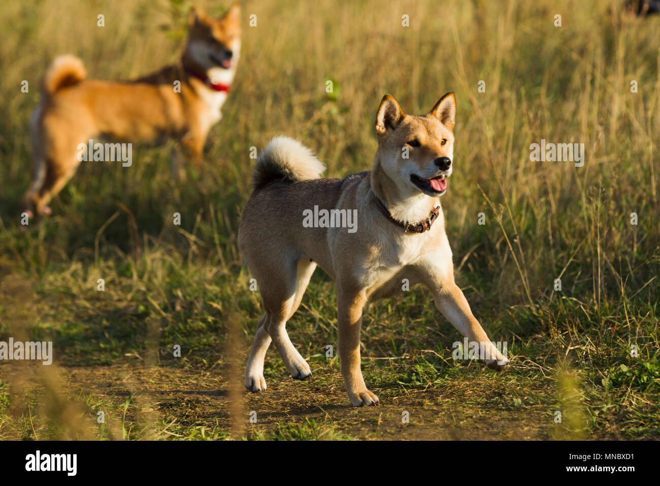 Dogs Japanese breeds Sibu Inu on a background of grass, sunlight Stock ...