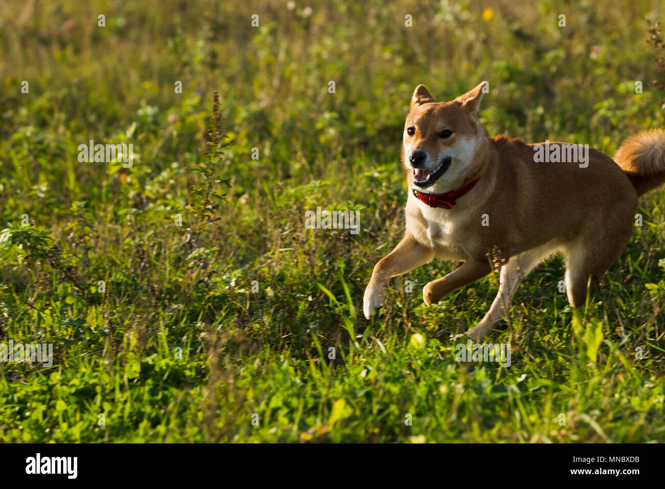 Dogs Japanese breeds Sibu Inu on a background of grass, sunlight Stock ...