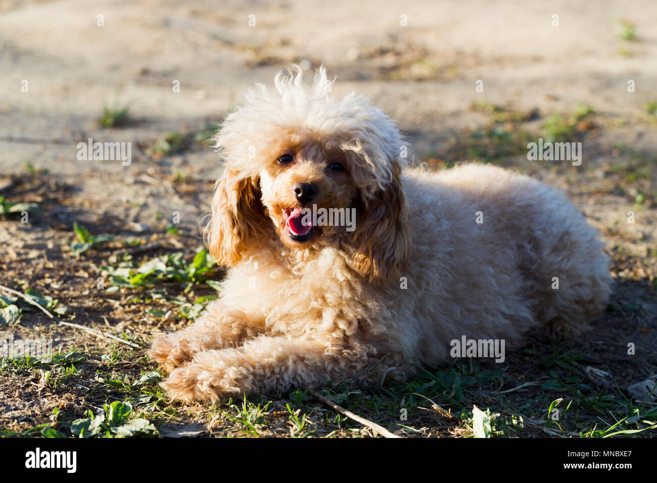 Dog Toy Poodle apricot color for a walk Stock Photo - Alamy