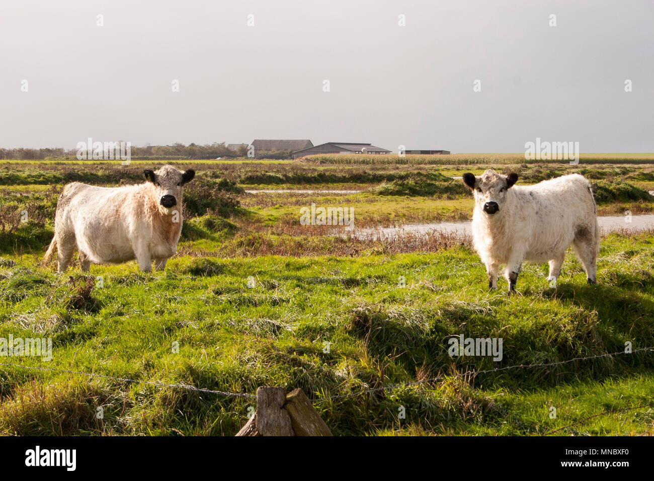 White Galloway cattle on the North Sea island of Föhr Stock Photo - Alamy
