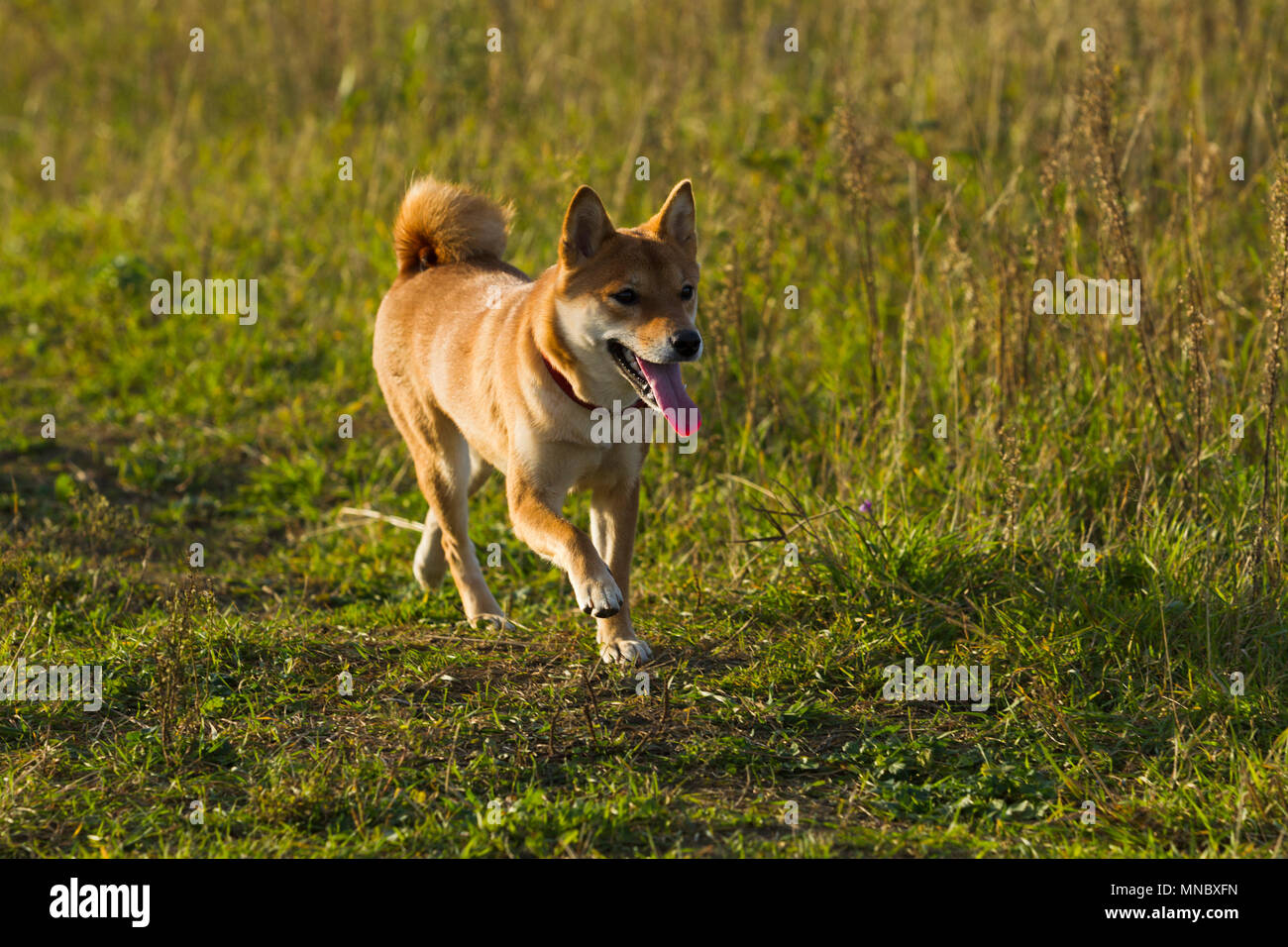 Dogs Japanese breeds Sibu Inu on a background of grass, sunlight Stock ...