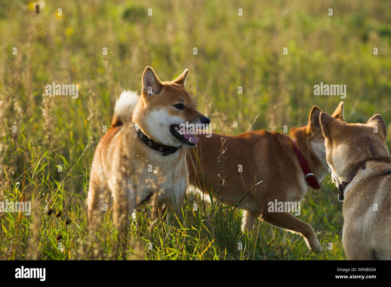 Japanese dog breeds japanese dog breed hi-res stock photography and ...