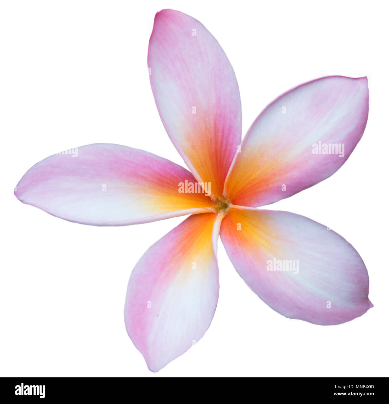 Plumeria,Frangipani, Temple Tree, Pink flower isolated on white background. with clipping path ...