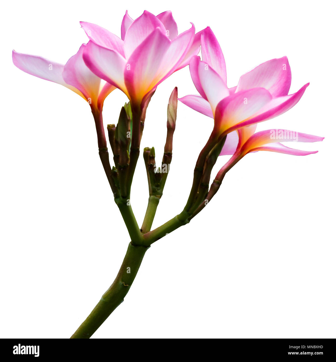 Plumeria,Frangipani, Temple Tree, Pink flower isolated on white background. with clipping path ...