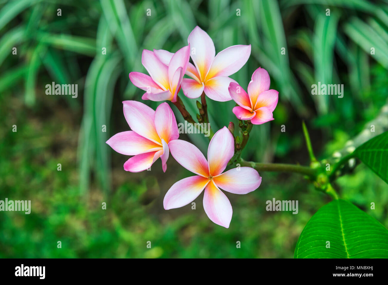 Plumeria,Frangipani, Temple Tree, Pink flower isolated on white background. with clipping path ...