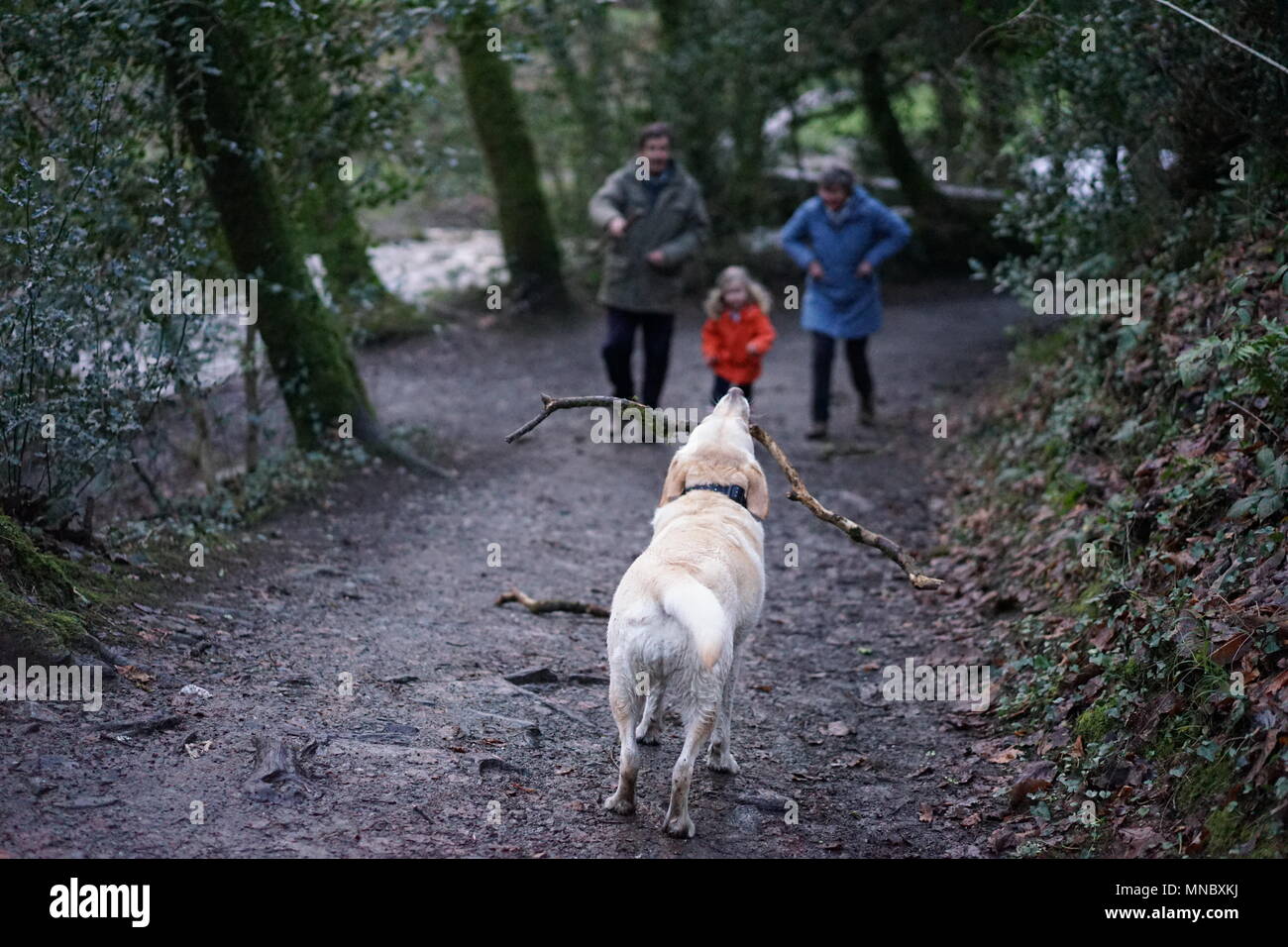 Family walk in woods hi-res stock photography and images - Alamy